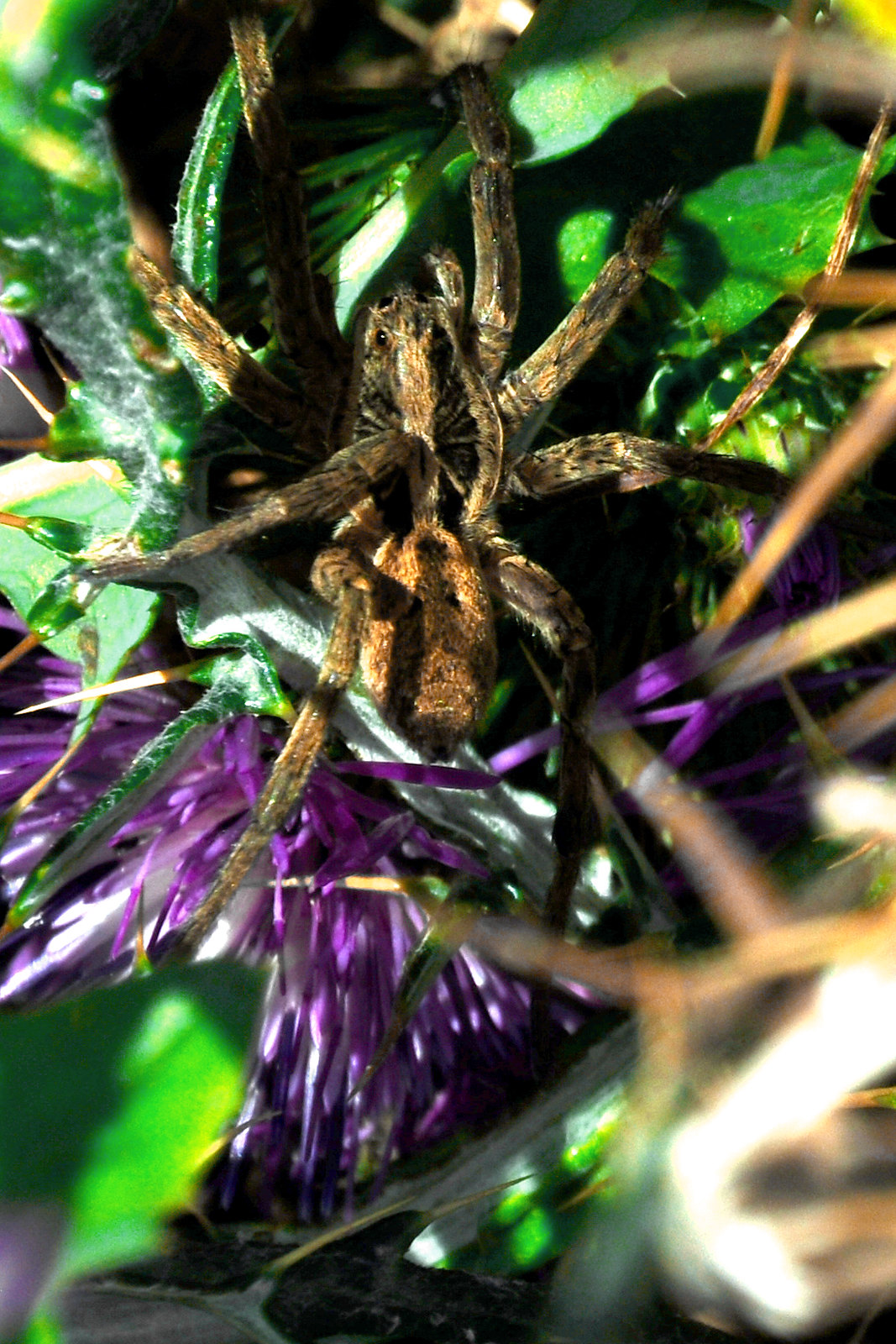 Insect Companions of Mediterranean Survey – The Bays of East Attica ...