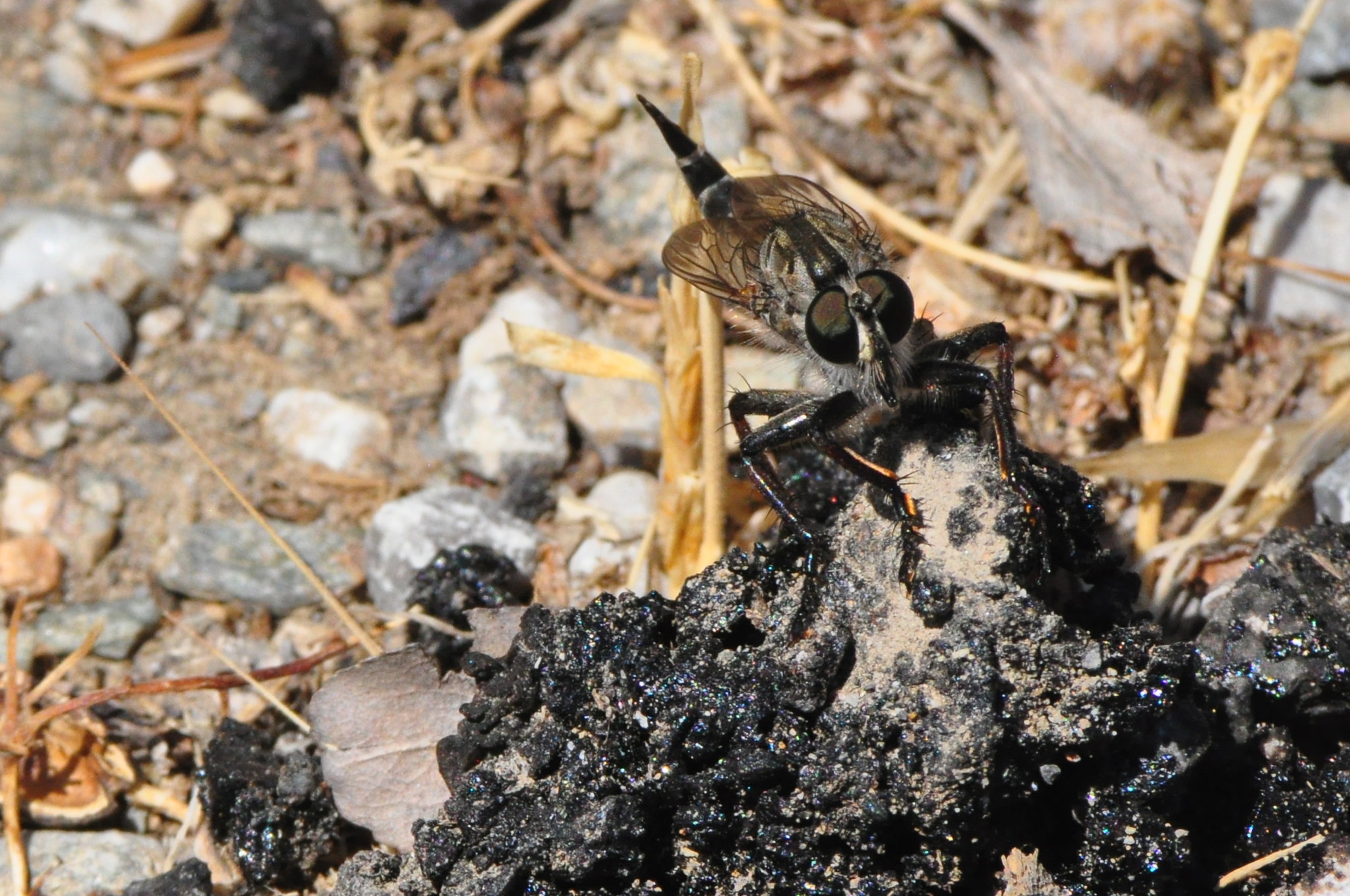 Insect Companions of Mediterranean Survey – The Bays of East Attica ...